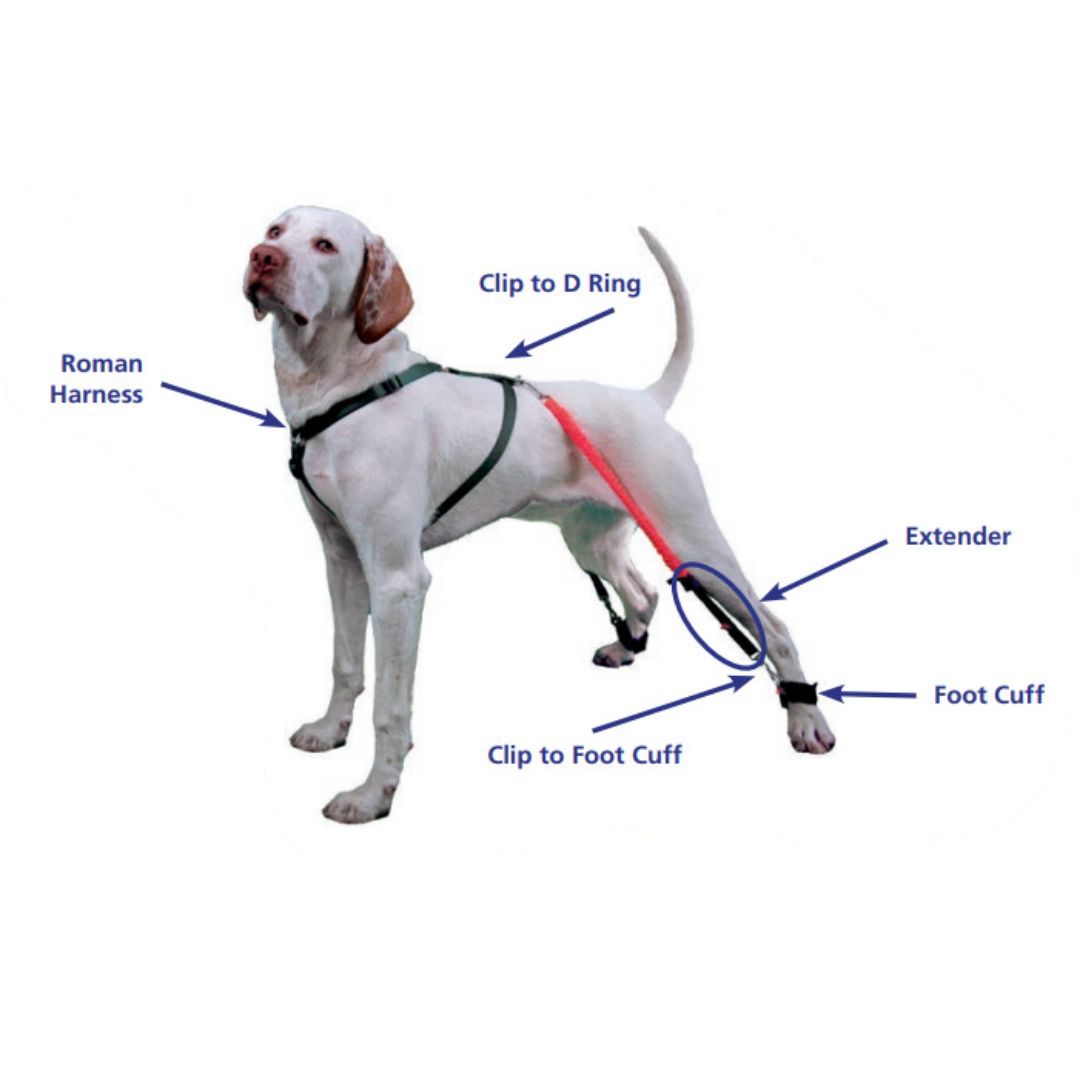 Biko SPORTS resistance bands – Canine Hydro